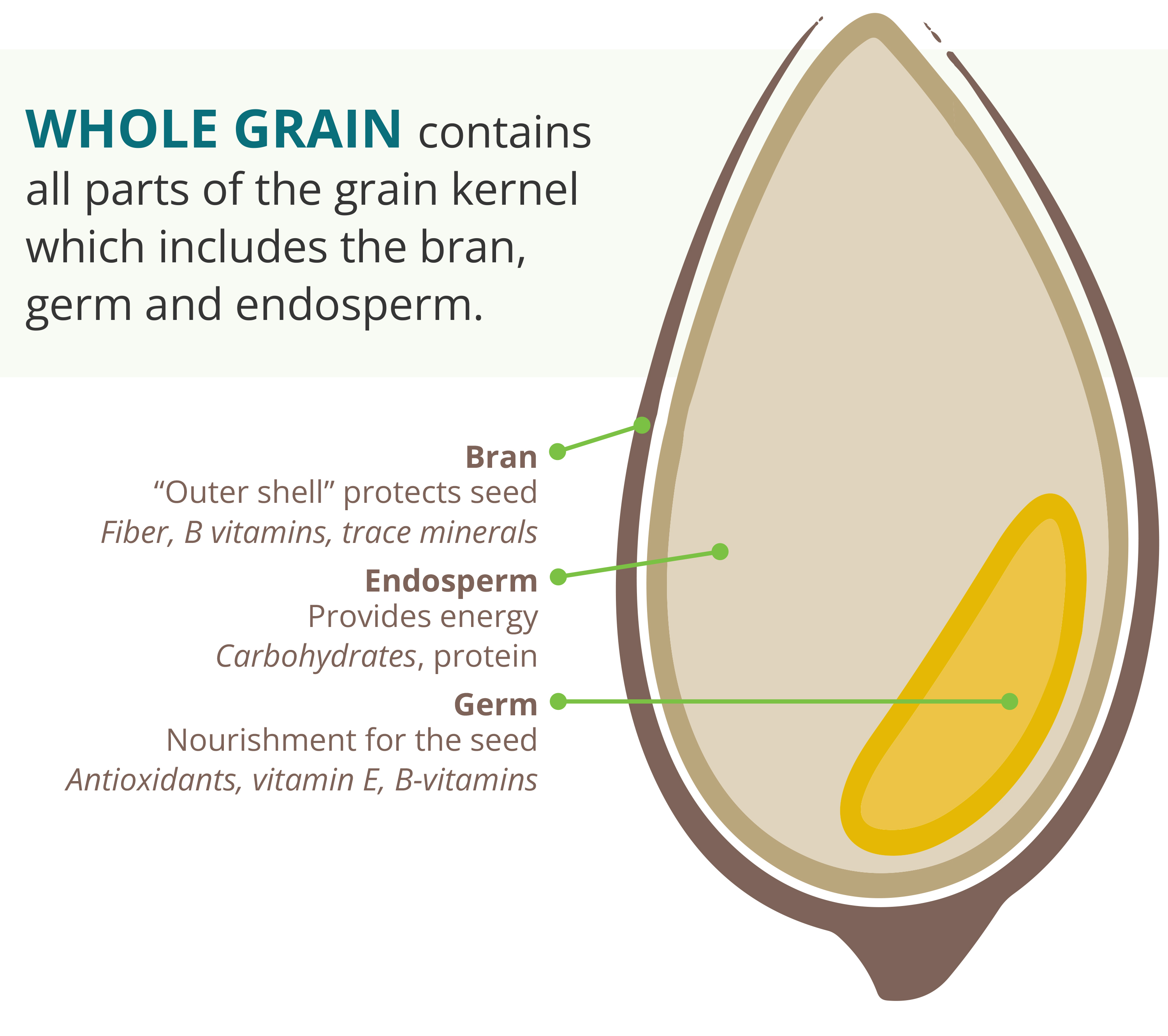 Meal Pattern Minute: Whole Grains - National CACFP Sponsors Association